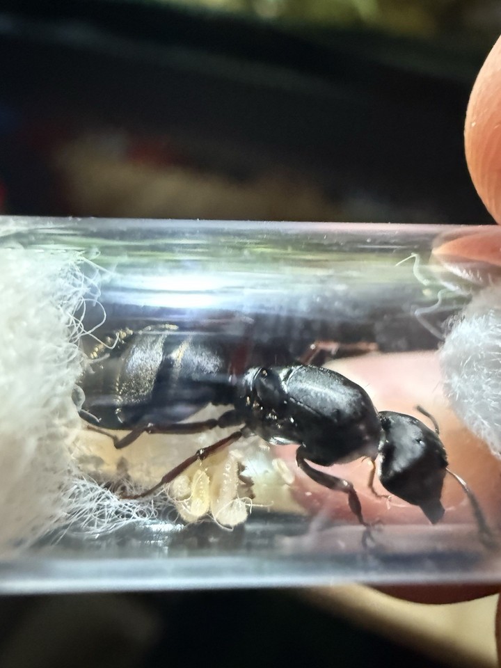 Queen ant - Camponotus Modoc W/eggs/larvae - (FEEDER INSECT) | eBay