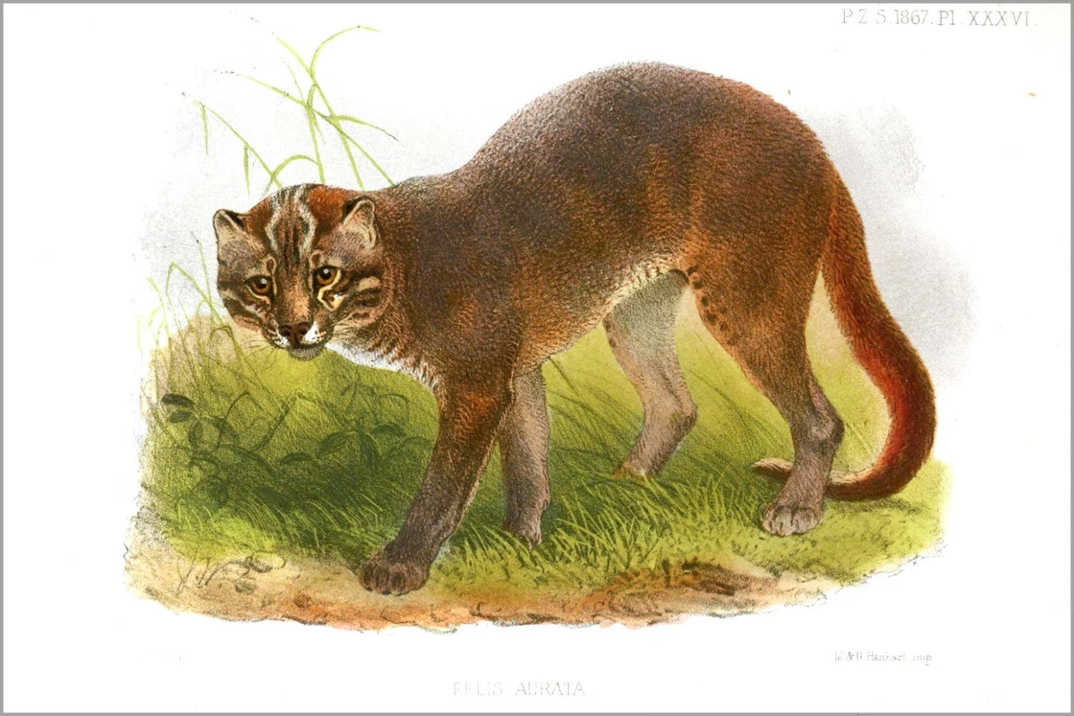 Pardofelis Temminckii
