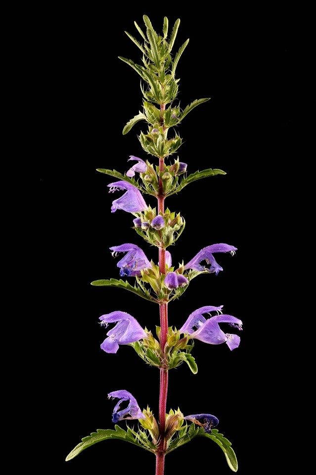 50 Purple False Dragon DRAGONS HEAD OBEDIENT PLANT Dracocephalum Flower ...