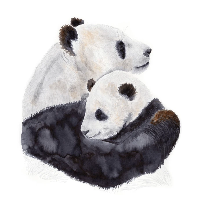 Pandas Cuddling
