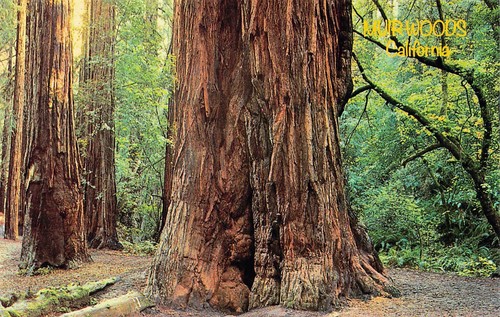 Mill Valley CA California Muir Wood Inn Redwoods Giant Tree Vtg ...