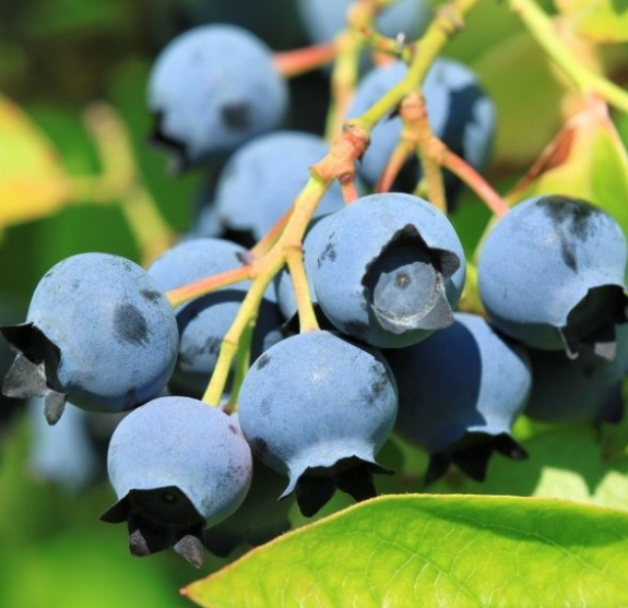 Jewel Blueberry Bush - Jewel Southern Highbush Blueberry - Starter ...