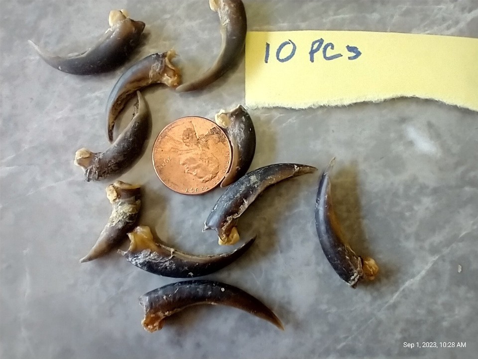 10 MODEL PORCUPINE Or BEAVER CLAWS scary imitation claws wild animals ...