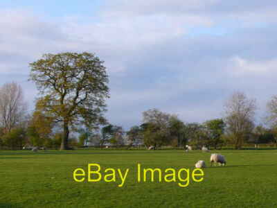 Photo 6x4 Sheep Pasture near Pinley Green The oak trees are just ...