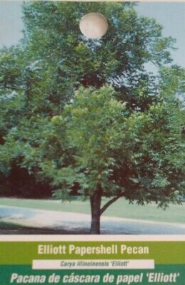ELLIOT PAPERSHELL PECAN TREE Shade Nut Trees Live Plant Pecans Nuts ...