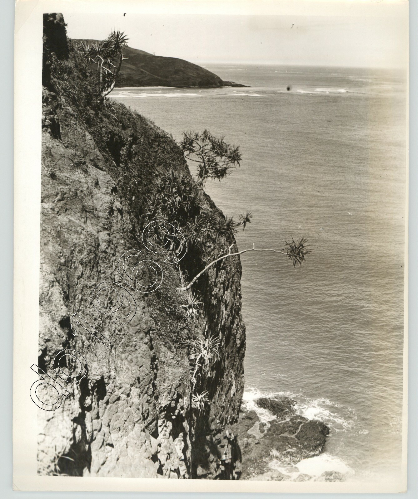 VTG 1929 Press Photo Coastline of Kauai Hawaii, Lauhala Trees Hanging ...