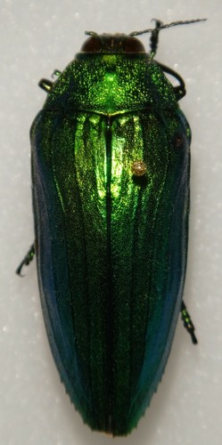 Callopistus castelnaudi Malaysia #BP89 Buprestid Insect Jewel Beetle ...