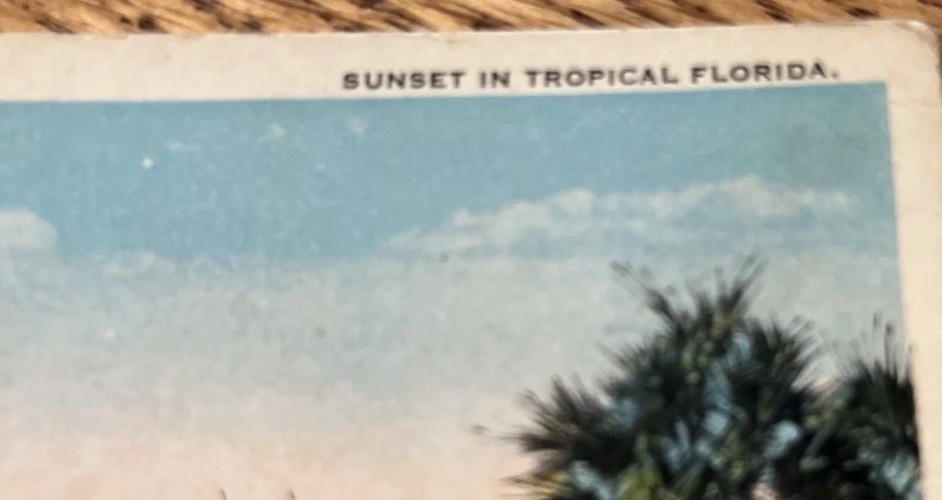 Vintage White Border Florida Sunset Palm Trees Postcard Unposted White ...