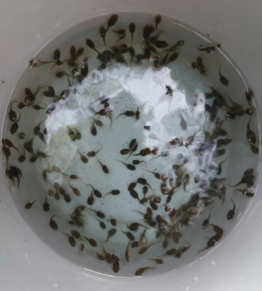 10 Live Captive Bred Green Tree frog Tadpoles. Live Delivery Guaranteed ...