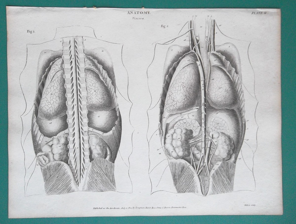 Ileum Anatomy Anatomy Drawing Diagram Small Intestine Diagram: Over