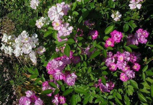 Rosa chinensis | Miniature Rose | Angel Wings | 10 Seeds | eBay