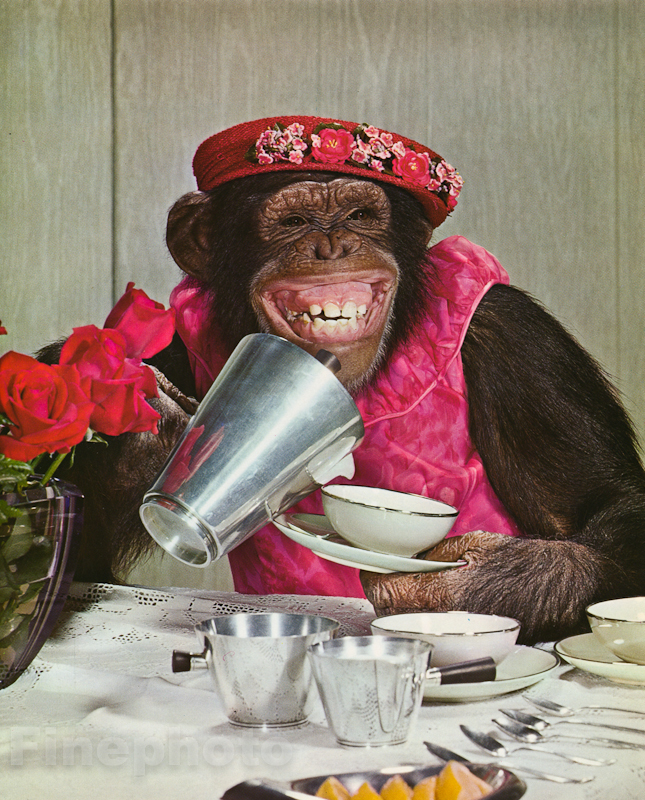 1959 MONKEY HUMOR Chimpanzee TEA PARTY Coffee Kitchen Food Hat Animal ...