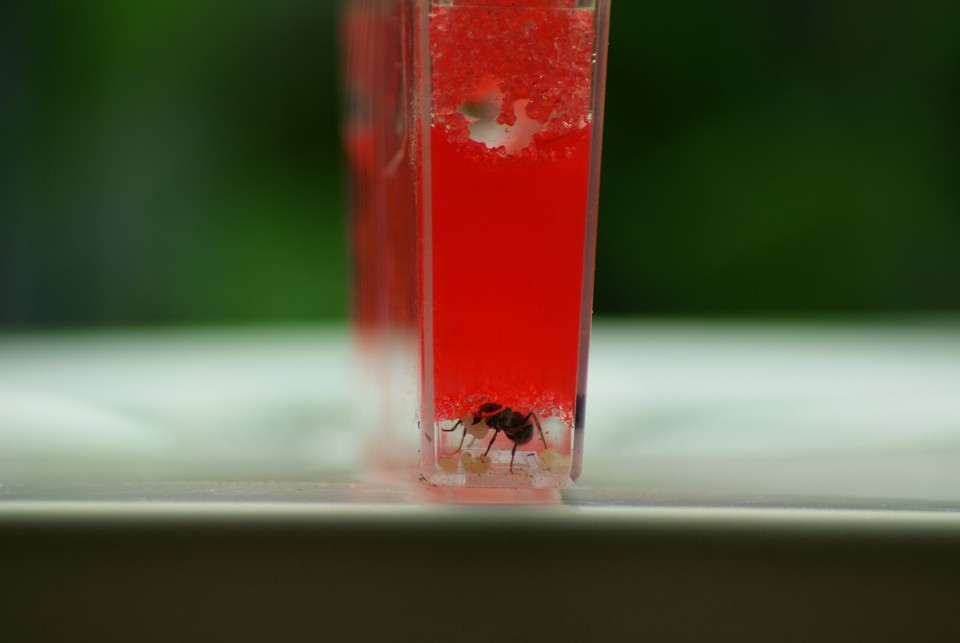 1 Ant Farm Food High Nutrition Pancake Feeds 100 ants for 30 days | eBay