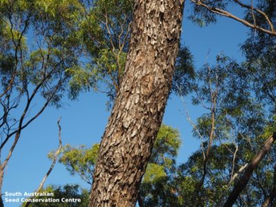 White Mallee Gum (Eucalyptus gracilis ) 100 seeds | eBay Australia