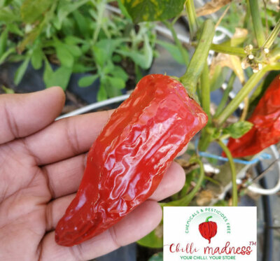 Chilli Piquillo Sweet Spanish Pepper Sustainably Grown in Australia 10 ...
