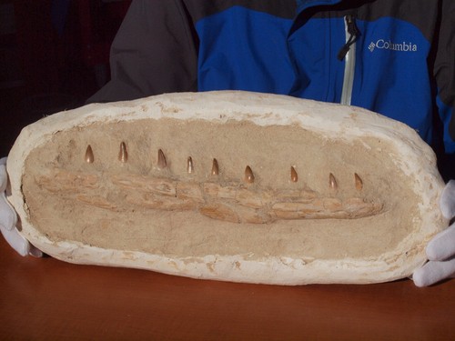 Huge Mosasaur Dinosaur Jaw Section with Fossil Teeth 100 Million Years ...