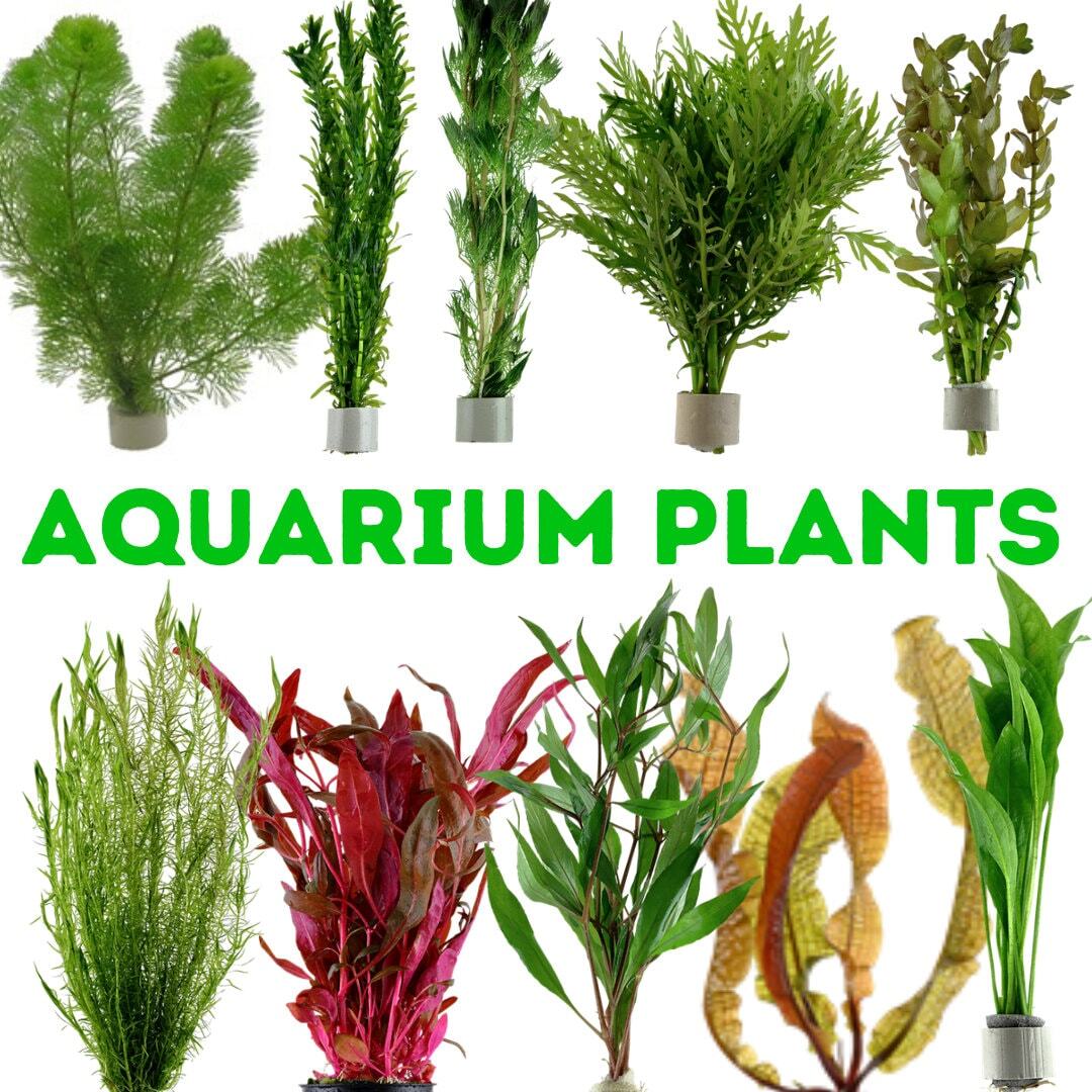 Underwater Sea Plants Names Marine Gardens: Types Of Plants Found In