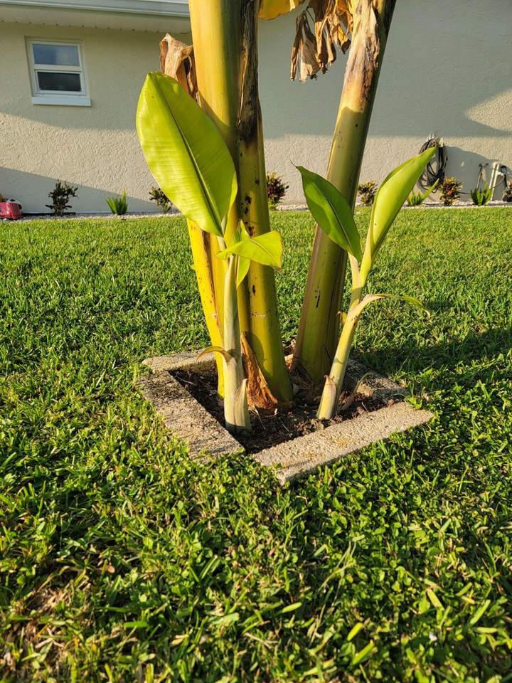 Musa "Ice Cream" (Real Blue Java)Banana Plant Pup, Over 2ft. + Tall | eBay