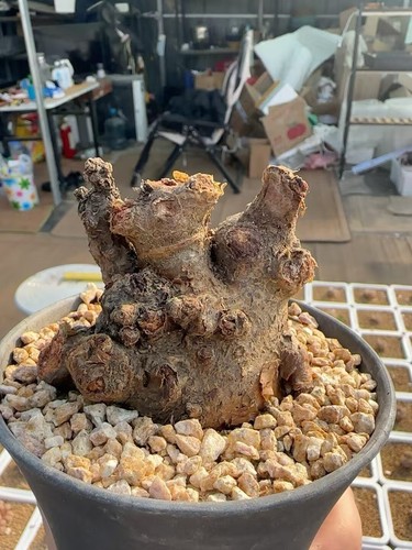 RareSucculent Plant Tylecodon pearsonii OwnRoot WYSIWYG Boutique | eBay