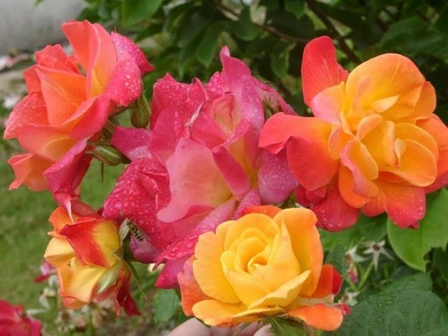 Joseph's Coat Climbing Rose (multi-colored) | eBay