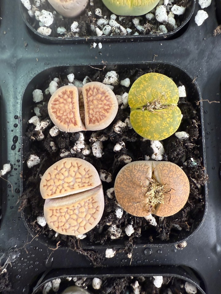 Lithops - Living Stones in pot | eBay UK
