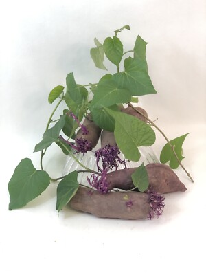 1 Sprouted Tuber Root Stokes Dark Purple Sweet Potatoe Planting ...