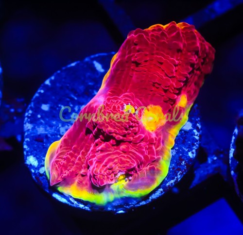 Cornbred's Flaming Bugatti Chalice - WYSIWYG - Frag - LIVE CORAL | eBay