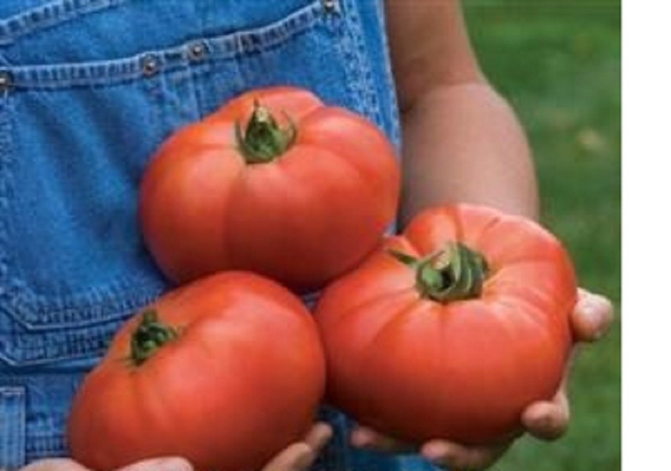 10 X TOMATO MINI PLUG PLANTS CHOICE OF VARIETIES FREE POSTAGE | eBay UK