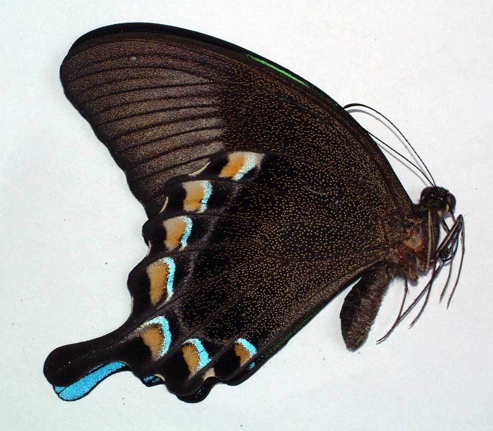 PAPILIO BLUMEI BLUMEI - unmounted butterfly | eBay