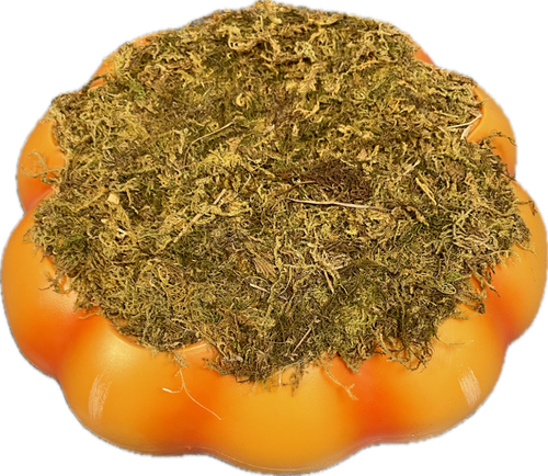 Target Bullseye Playground Fall /Halloween 2023 Pumpkin & Moss Platform ...