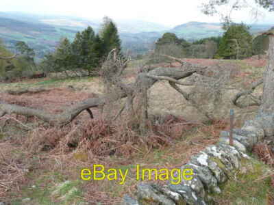 Photo 6x4 Fallen granny pine Grandtully This old Scots pine has lost ...