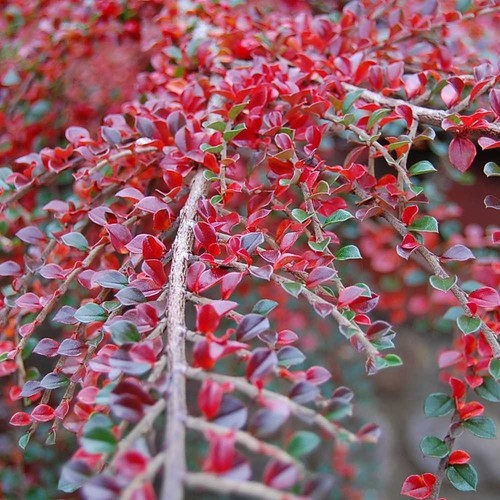 ROCKSPRAY COTONEASTER (cotoneaster horizontalis) A SPREADING SHRUB 20 ...