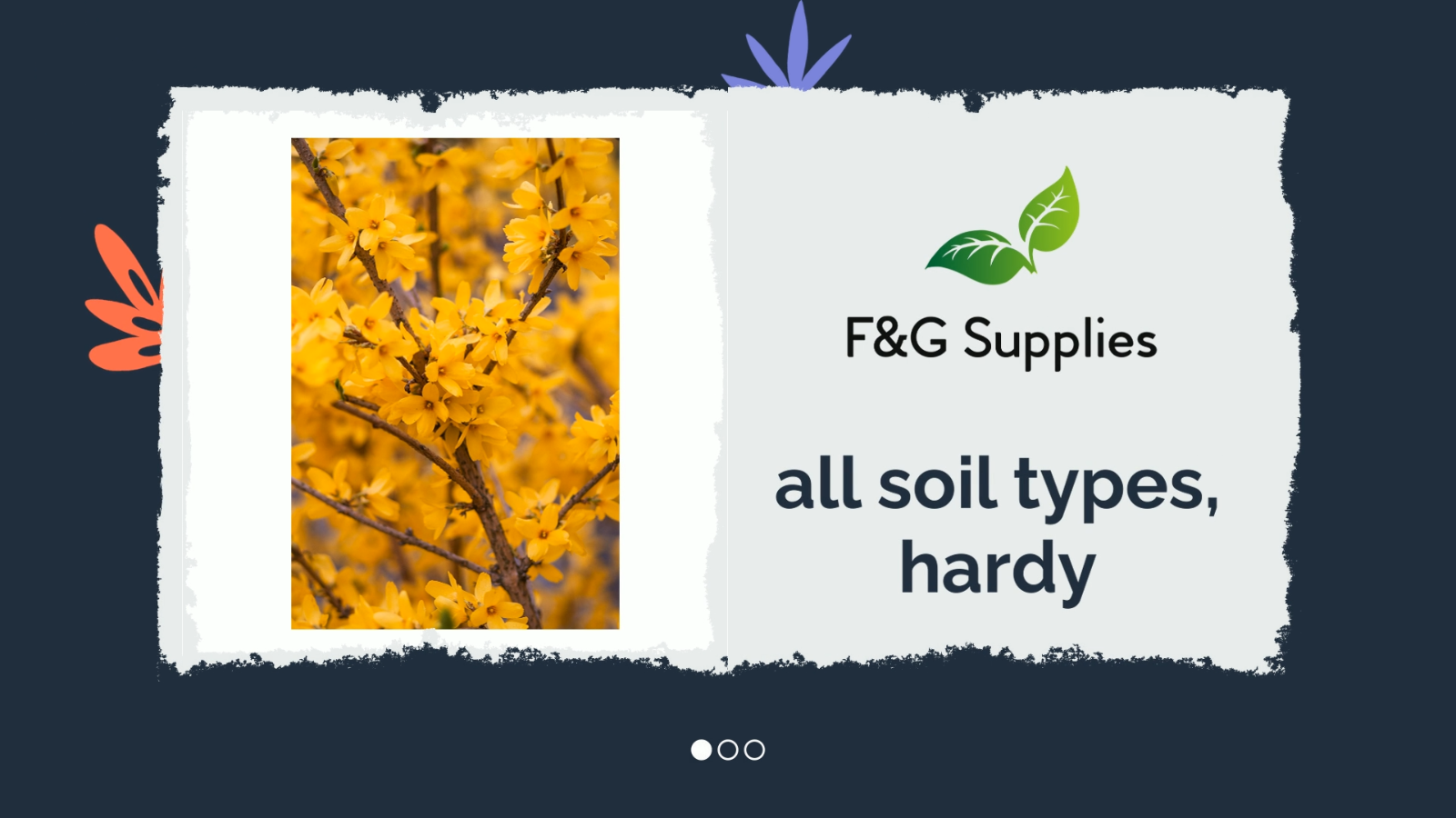 Forsythia Spectabilis native bare root hedge whips hedging plants 3ft ...