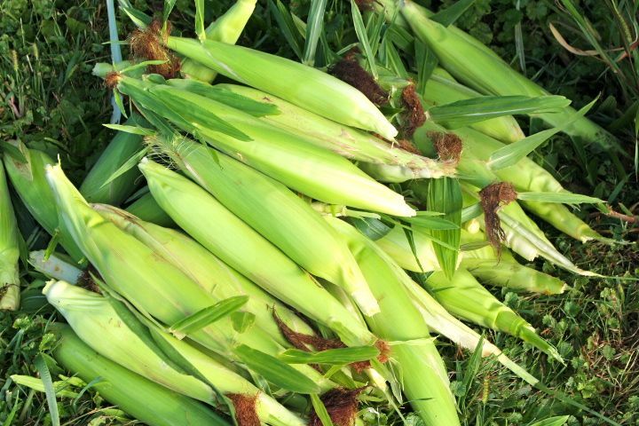 Vegetable Seed Lot $1.99 each 121 Heirloom Varieties For GARDEN/STORAGE ...