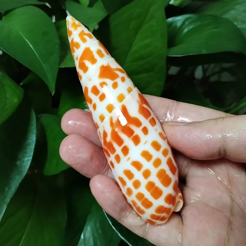 Large Episcopal Miter Seashells Red Pen Orange Snail Conch Natural ...