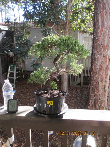 SPECIMEN BONSAI TREE JUNIPER PROCUMBENS NANA/U9 | eBay