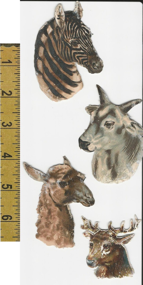 Deer Mixed With Zebra