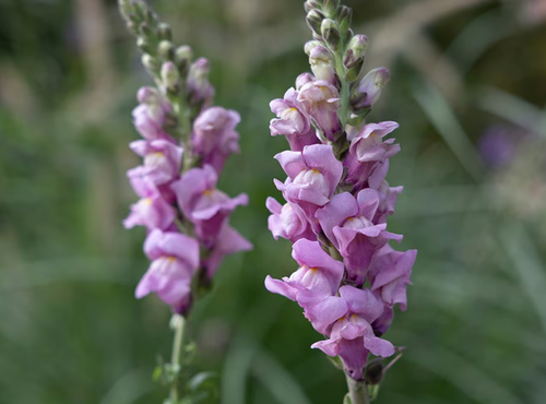 10 x Snapdragon Potomac Lavender Jumbo Garden Plug Plants (Antirrhinum ...