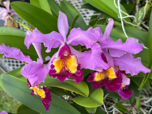 RARE CLASSIC CATTLEYA PRIMARY OFFERING Hardyana (1896) specimen | eBay