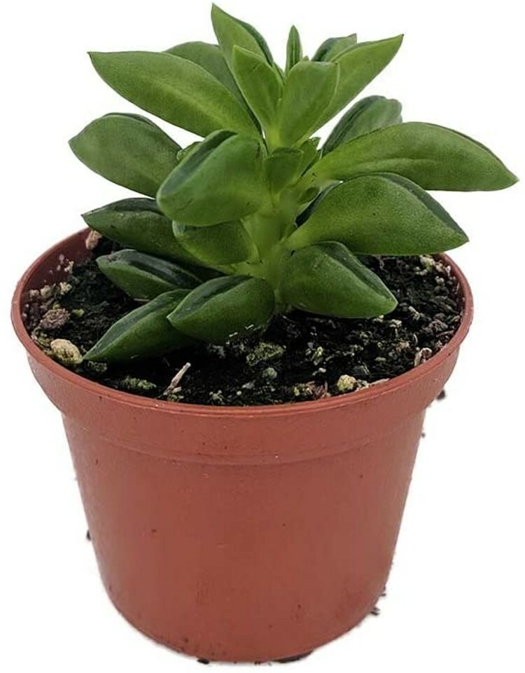 Peperomia Axilaris Leaf Taco Easy To Grow House Live Plant 2.5" Pot | eBay