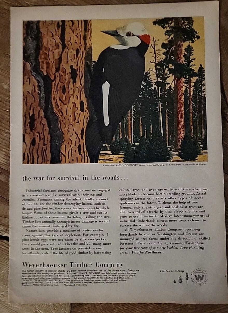 1952 Weyerhaeuser Timber Tree Farm White Headed Woodpecker Survival ad ...