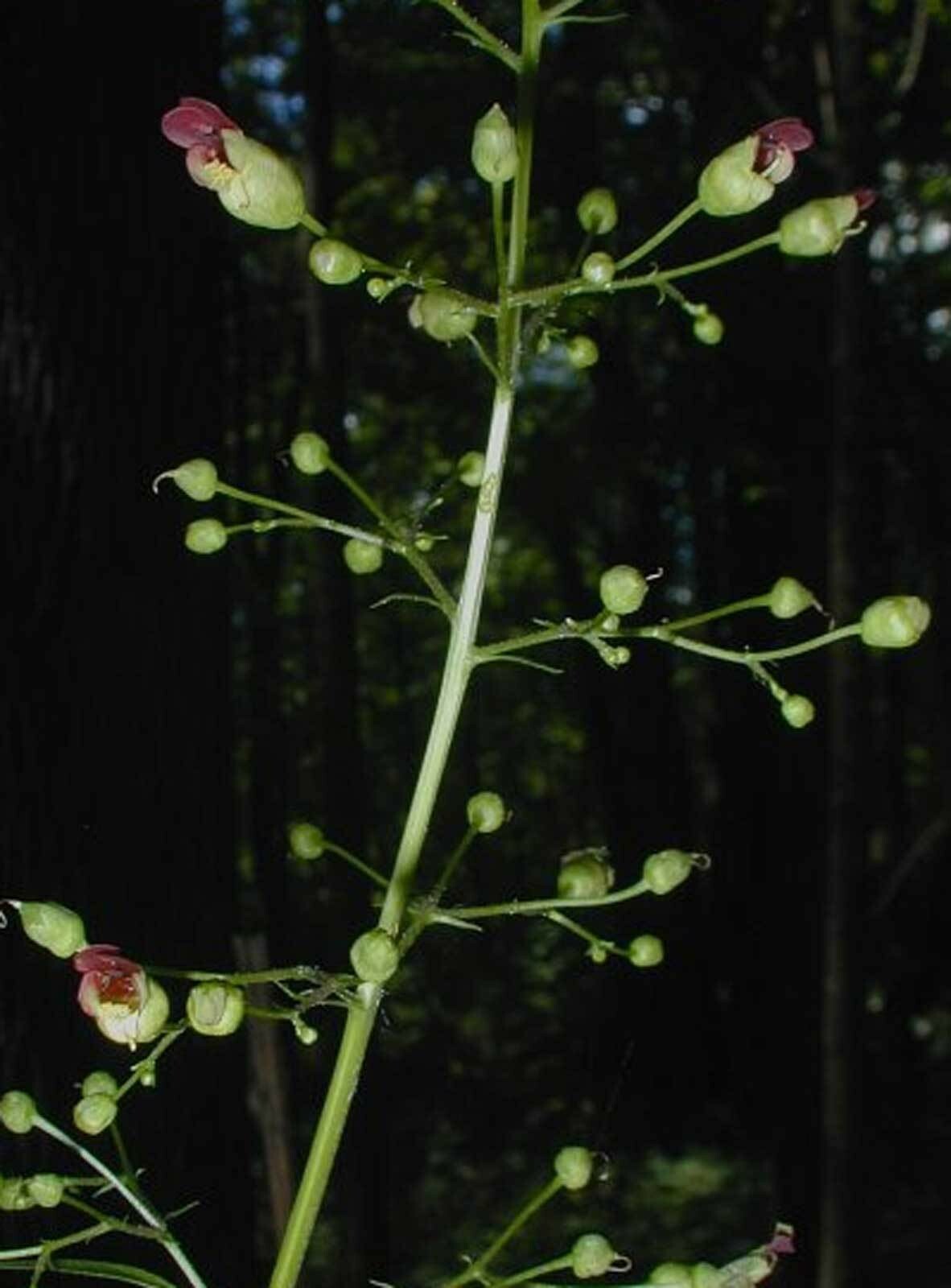 Scrophularia marilandica | Late Figwort | Carpenters Square | 500_Seeds ...