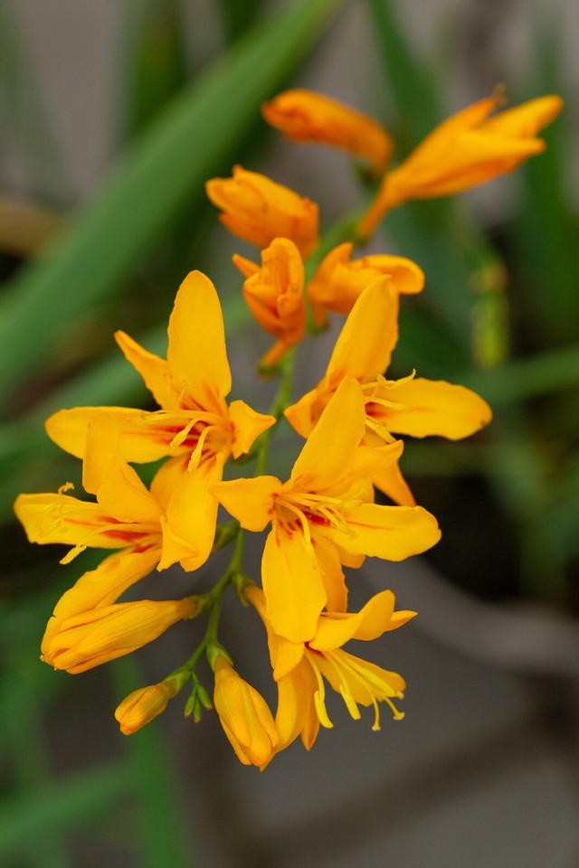 10x Crocosmia Small Flowering MIX Summer Bulbs Garden Perennial ...