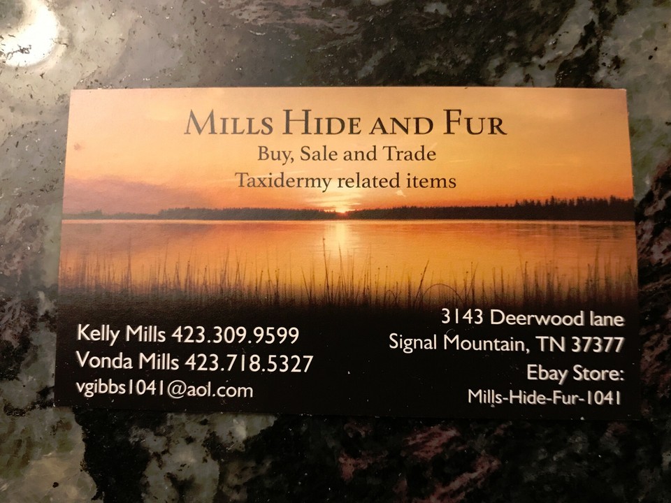 Beautiful BLACKBUCK ANTELOPE Shoulder Mount- Huge Horns Taxidermy ...