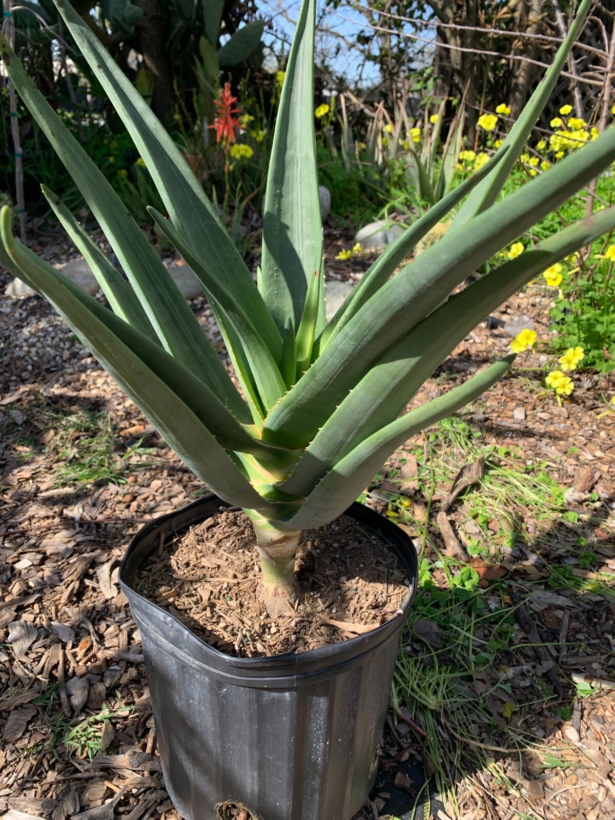 Hercules Aloe Tree - Live Plant in a 5 Gallon Growers Pot - Aloidendron ...