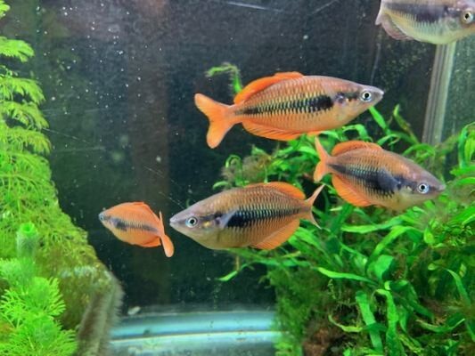 Ten Sunset Rainbow fish (M. Parva) Ten for $90 | eBay