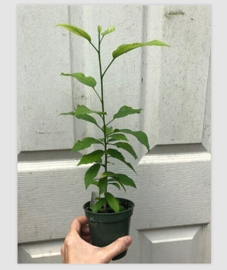 Hardy Hibiscus Watermelon Ruffles in 4" Pot Outdoor Flowering Plant ...