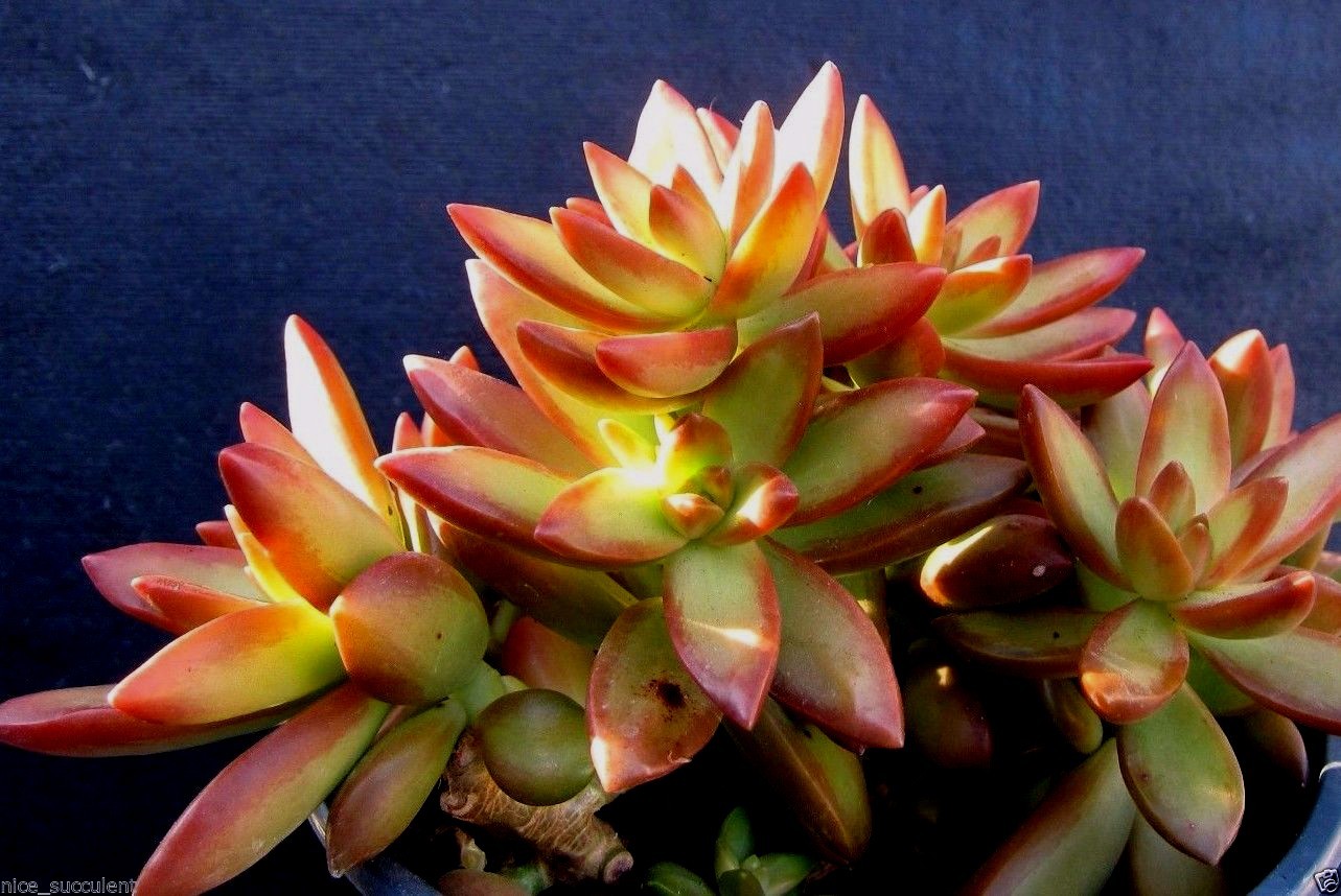 Sedum Adolphi FIRESTORM Nice STRONG Color Succulent 2 Cuttings / pups ...