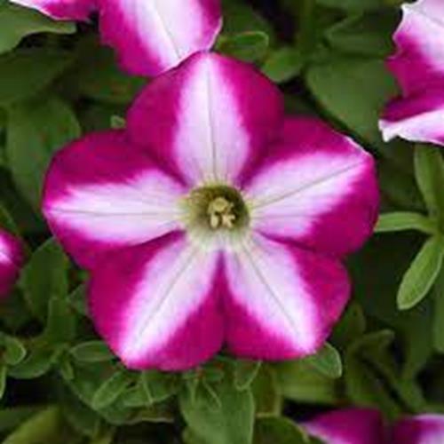 102 PETUNIA HEADLINER RASPBERRY SWIRL Live Plants Plugs Garden Home AV ...