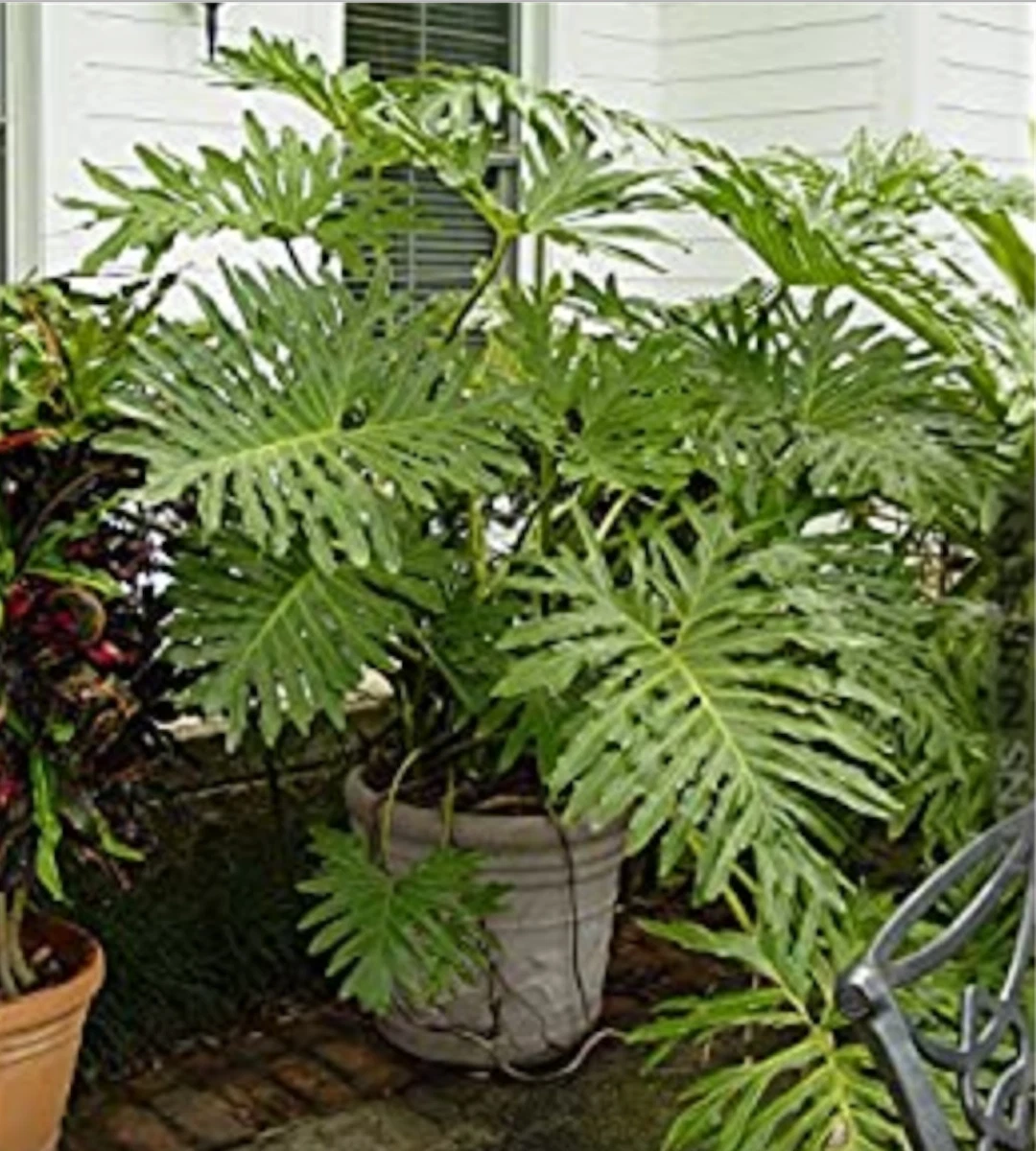 Lacy Tree Philodendron